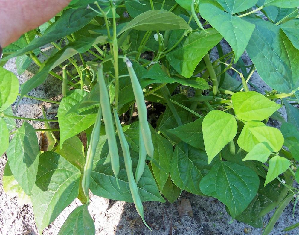Snap Bean (String (Phaseolus vulgaris 'Kentucky Dreamer') in the Beans ...