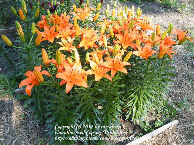Photo of the entire plant of Lily (Lilium 'Brunello') posted by ...