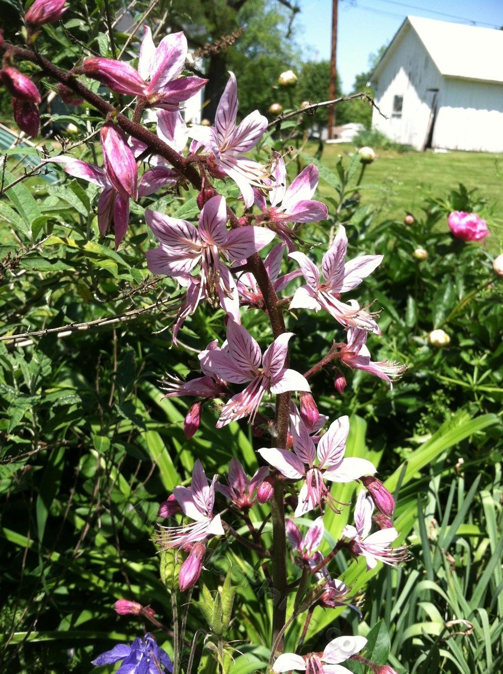 Photo of the stem, scape, stalk or bark of Gas Plant (Dictamnus albus ...