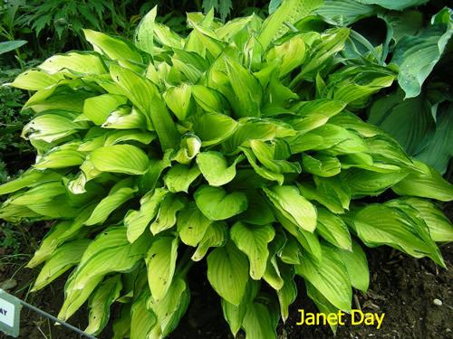 Hosta 'Janet Day' in the Hostas Database - Garden.org