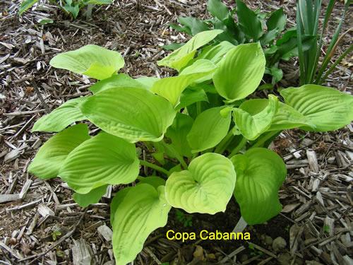 Hosta 'Copa Cabana' in the Hostas Database - Garden.org