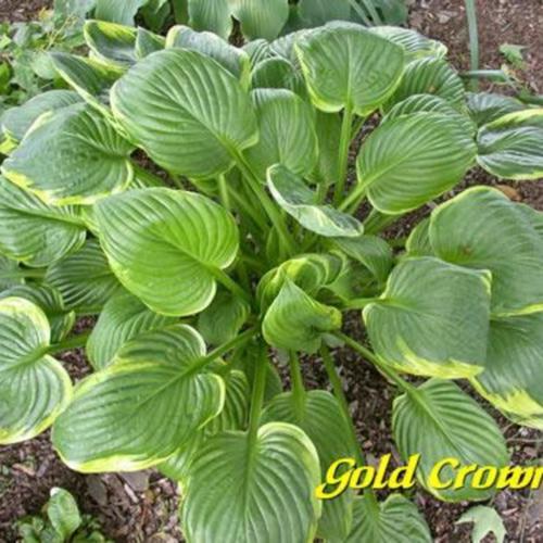 Hosta 'Gold Crown' in the Hostas Database - Garden.org
