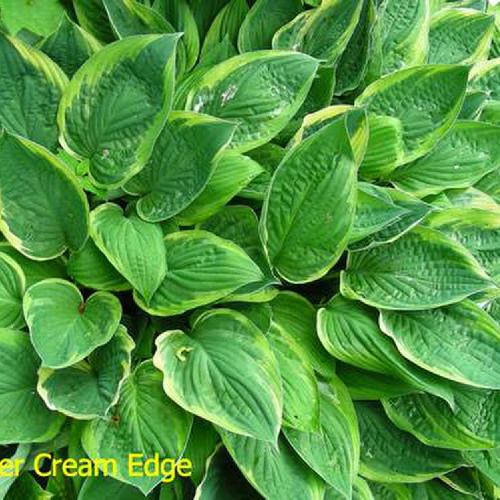 Hosta 'Fisher Cream Edge' in the Hostas Database - Garden.org