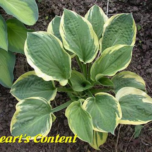 Hosta 'Heart's Content' in the Hostas Database - Garden.org