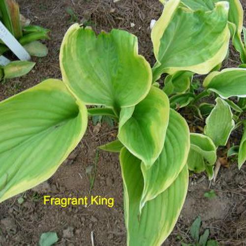 Hosta 'Fragrant King' in the Hostas Database - Garden.org