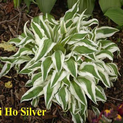 Hosta 'Hi Ho Silver' in the Hostas Database - Garden.org