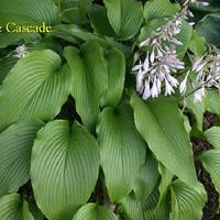 Photo of the entire plant of Hosta 'Jade Cascade' posted by ViolaAnn ...