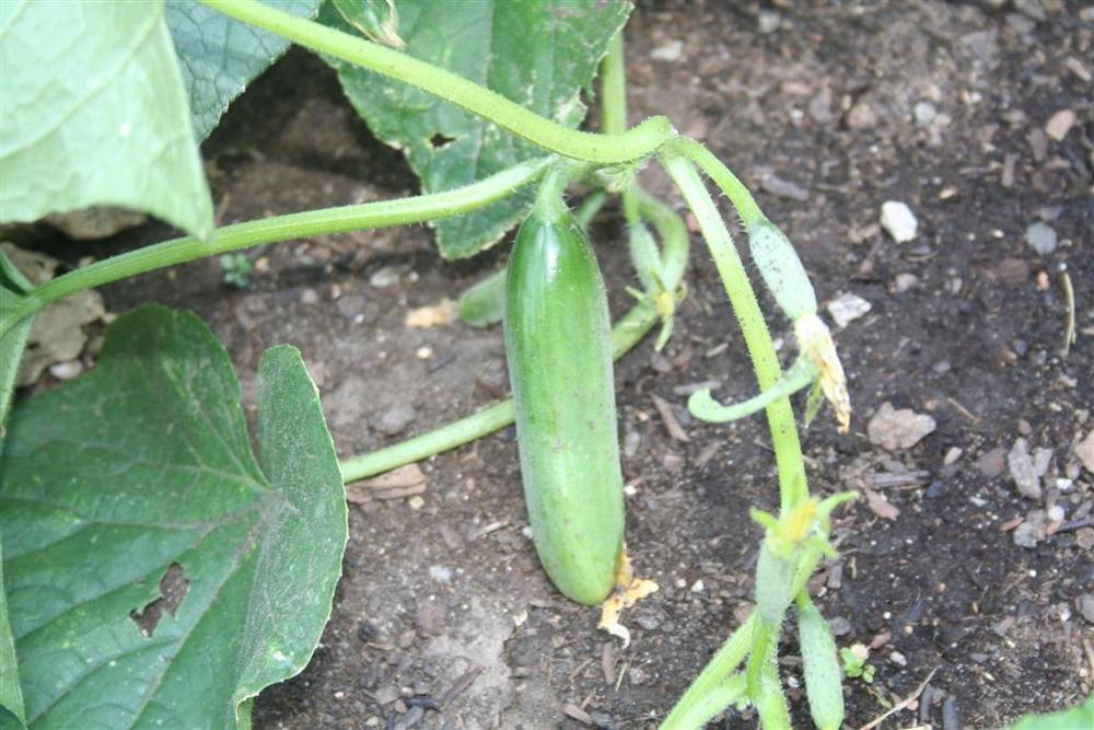 Cucumber (Cucumis sativus 'Rocky') in the Cucumbers Database - Garden.org