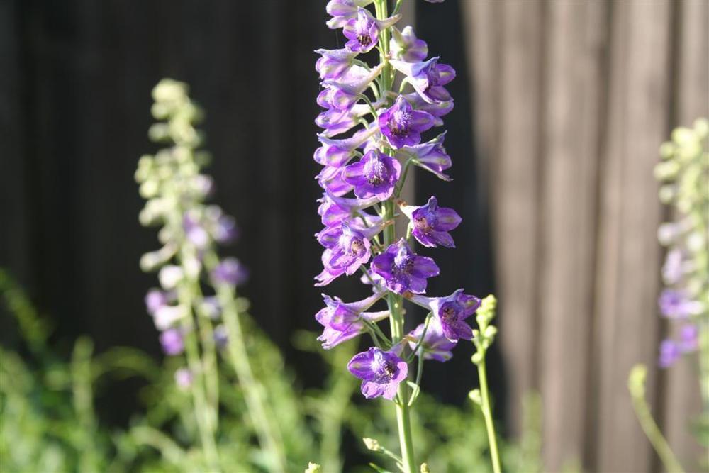 Delphiniums: Plant Care and Collection of Varieties - Garden.org