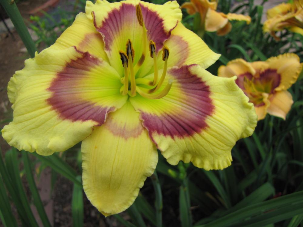 Daylily (Hemerocallis 'Angel Meghan Jane Rebekah Sisk') in the ...