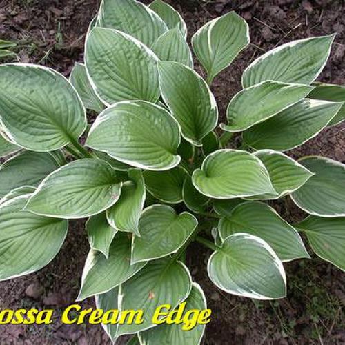 Hosta 'Krossa Cream Edge' in the Hostas Database - Garden.org