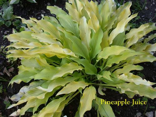Hosta 'Pineapple Juice' in the Hostas Database - Garden.org