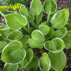 Hosta 'Moonlight' in the Hostas Database - Garden.org