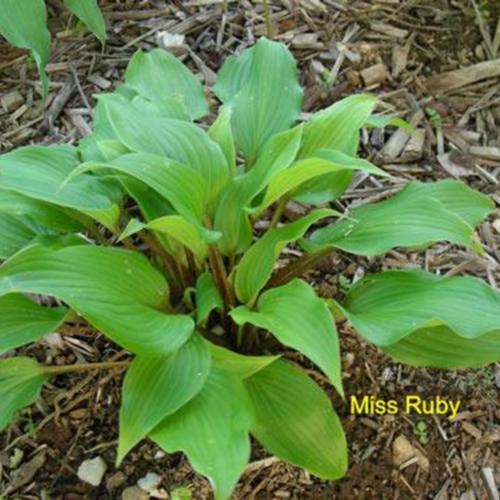 Hosta 'Miss Ruby' in the Hostas Database - Garden.org