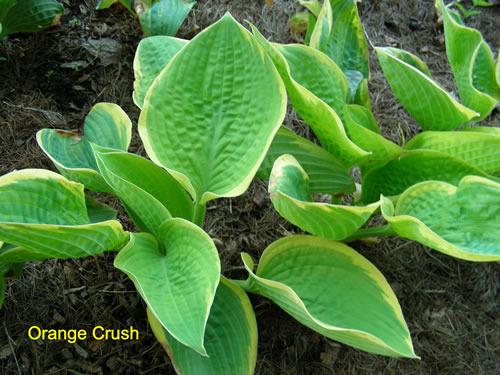 Hosta 'Orange Crush' in the Hostas Database - Garden.org