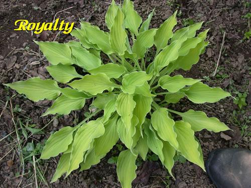 Hosta 'Royalty' in the Hostas Database - Garden.org