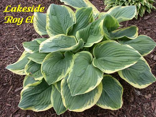 Hosta 'Lakeside Roy El' in the Hostas Database - Garden.org