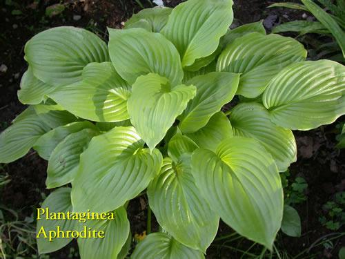 Hosta (Hosta plantaginea 'Aphrodite') in the Hostas Database - Garden.org