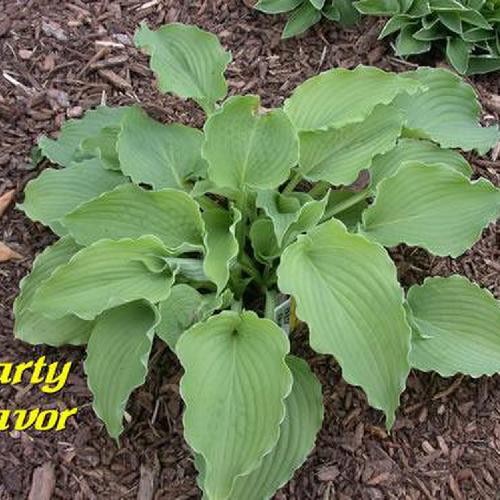 Hosta 'Party Favor' in the Hostas Database - Garden.org