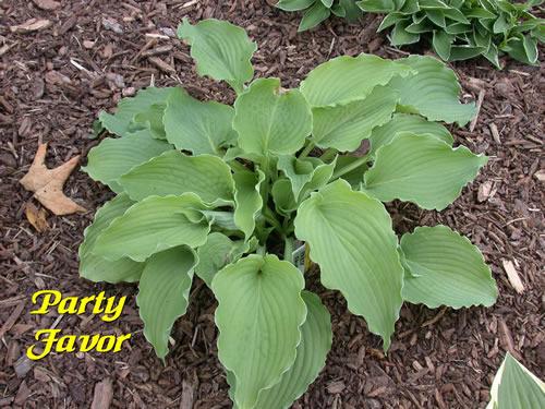 Hosta 'Party Favor' in the Hostas Database - Garden.org