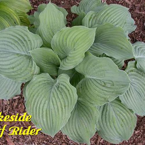 Hosta 'Lakeside Surf Rider' in the Hostas Database - Garden.org