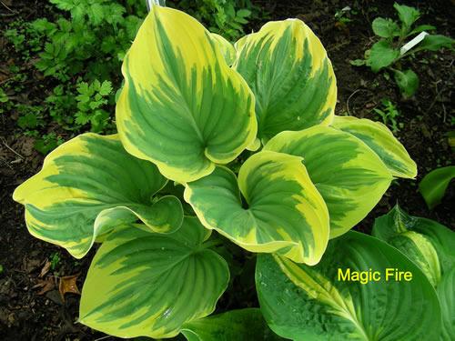Hosta 'Magic Fire' in the Hostas Database - Garden.org