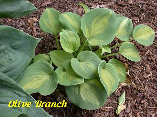 Hosta 'Olive Branch' in the Hostas Database - Garden.org