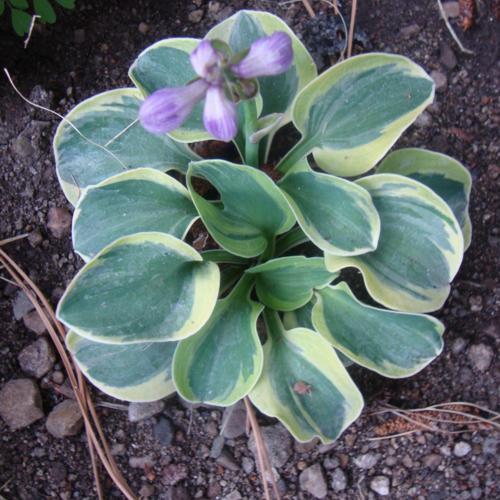 Hosta 'Mighty Mouse' in the Hostas Database - Garden.org