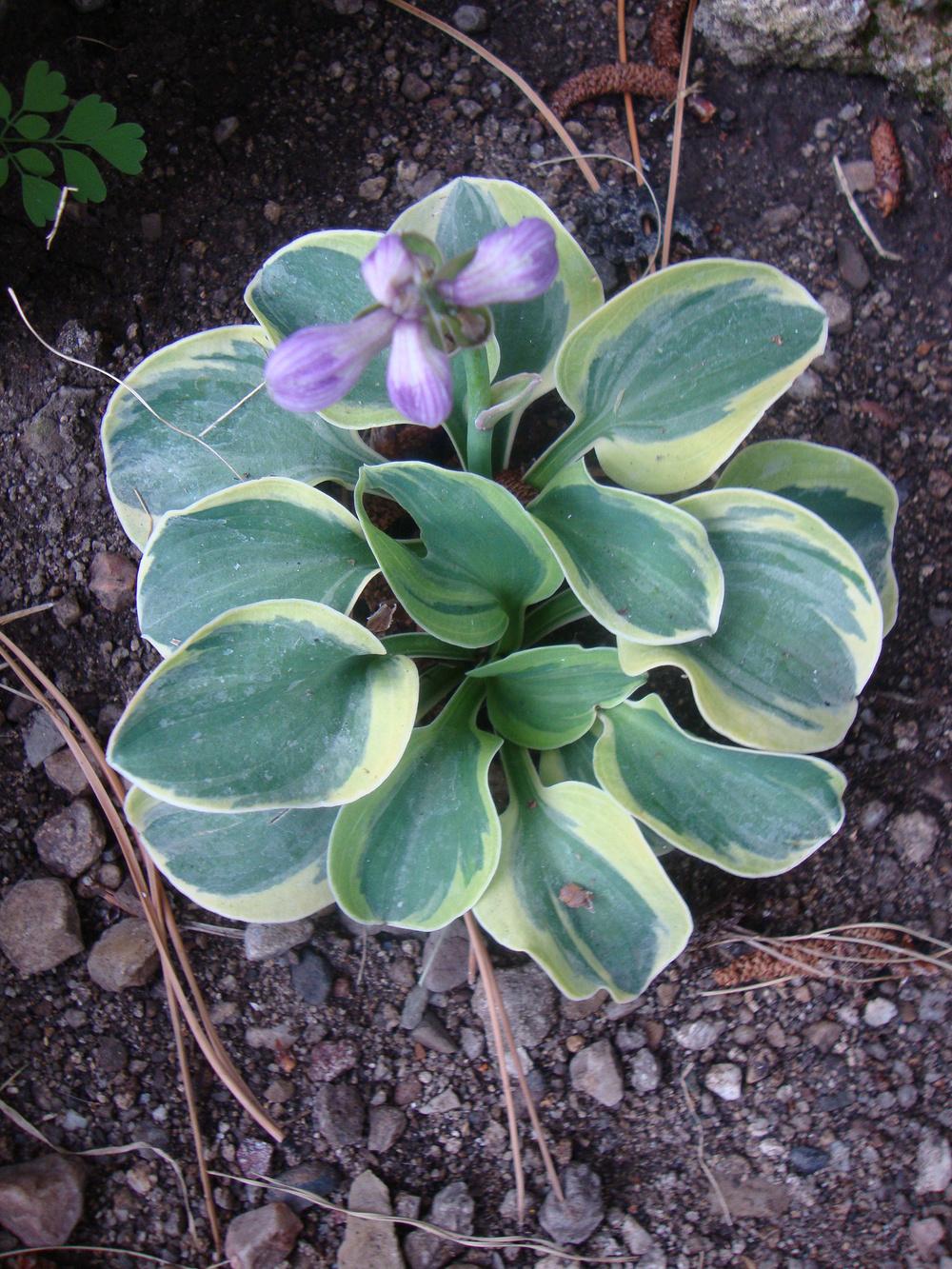 Hosta 'Mighty Mouse' in the Hostas Database - Garden.org