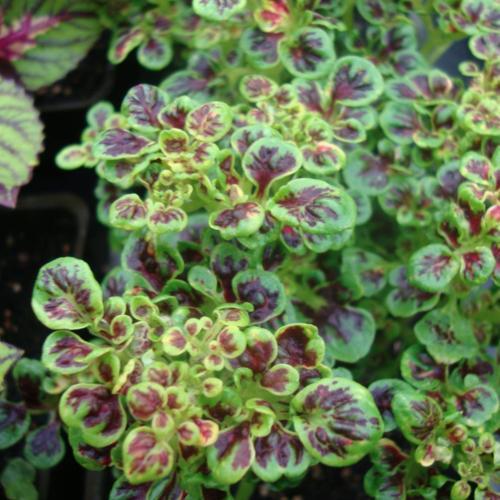 Coleus (Coleus scutellarioides 'Ducksfoot Tricolor') in the Coleus ...