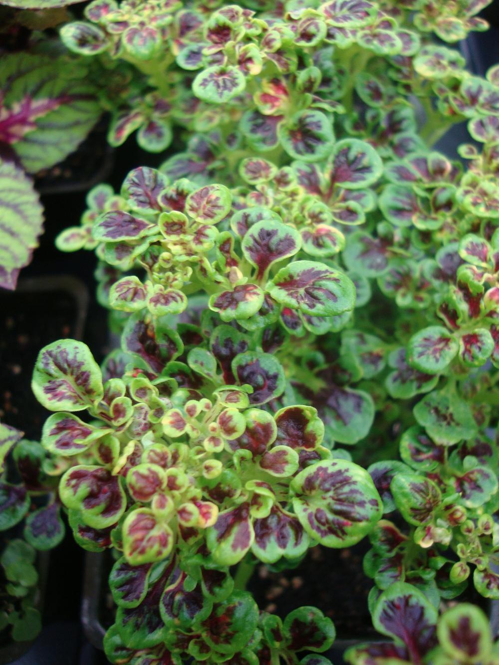 Coleus (Coleus scutellarioides 'Ducksfoot Tricolor') in the Coleus ...