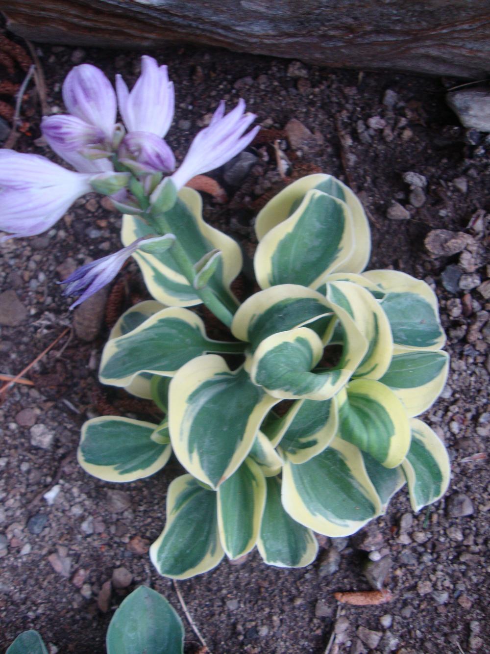 Photo of the bloom of Hosta 'Mighty Mouse' posted by Paul2032 - Garden.org