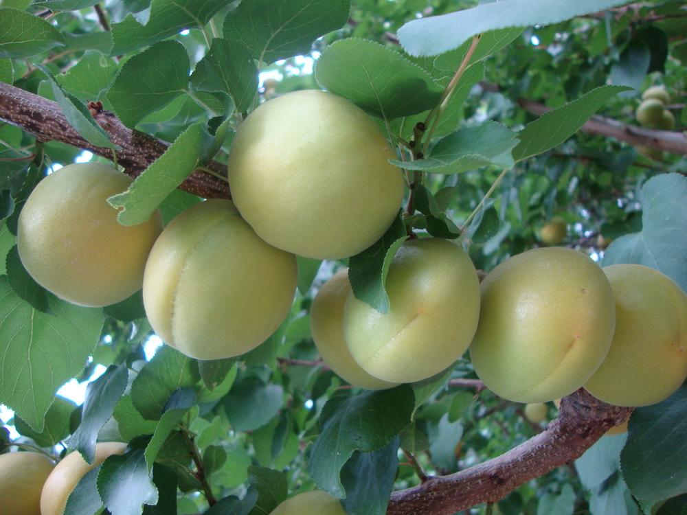 Apricots: Plant Care and Collection of Varieties - Garden.org