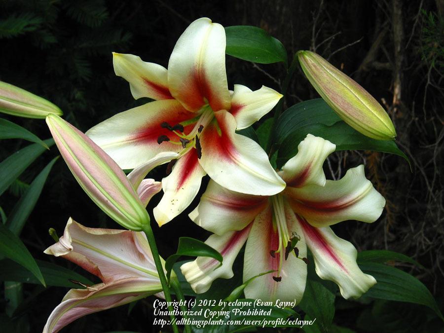 Photo of the bloom of Lily (Lilium 'Lavon') posted by eclayne - Garden.org