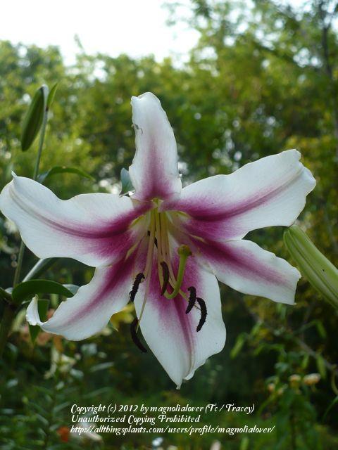Lily (Lilium 'Alexandra') in the Lilies Database - Garden.org
