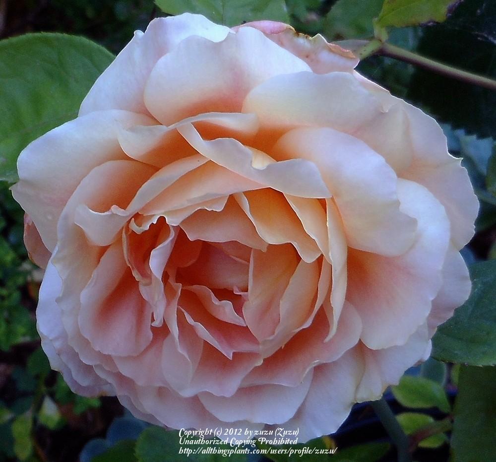 Rose (Rosa 'Halloween') in the Roses Database - Garden.org