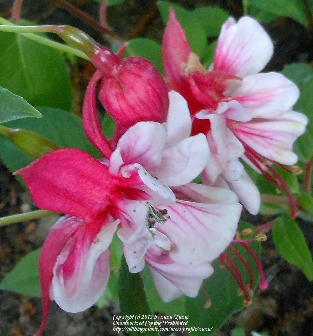 Fuchsia 'R. A. F.' in the Fuchsias Database - Garden.org