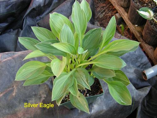 Hosta 'Silver Eagle' in the Hostas Database - Garden.org