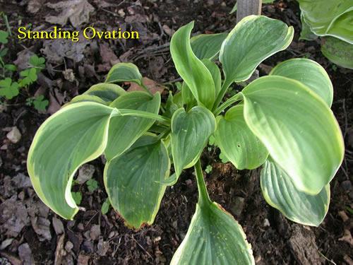 Hosta 'Standing Ovation' in the Hostas Database - Garden.org