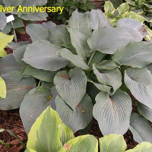 Hosta 'Silver Anniversary' in the Hostas Database - Garden.org
