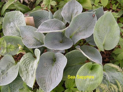 Hosta 'Sea Sapphire' in the Hostas Database - Garden.org