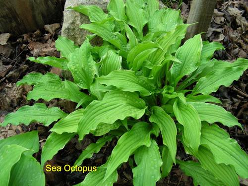 Hosta 'Sea Octopus' in the Hostas Database - Garden.org