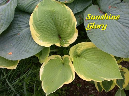 Photo of the leaves of Hosta 'Sunshine Glory' posted by Joy - Garden.org