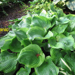 Hosta 'Titanic' in the Hostas Database - Garden.org