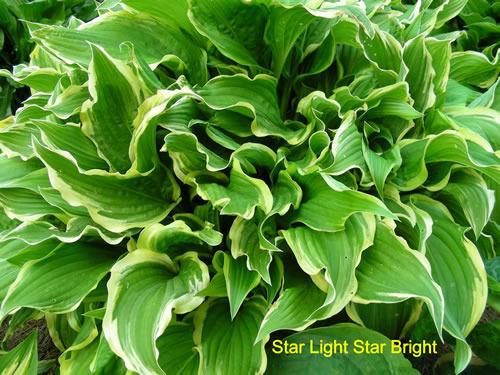 Hosta 'Star Light Star Bright' in the Hostas Database - Garden.org