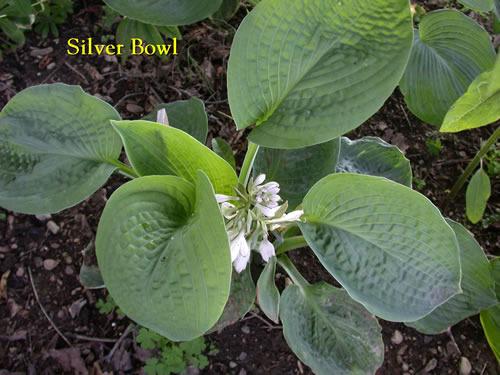 Hosta 'Silver Bowl' in the Hostas Database - Garden.org