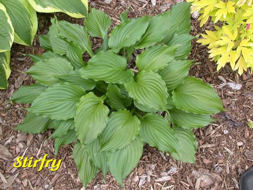 Hosta 'Stirfry' in the Hostas Database - Garden.org