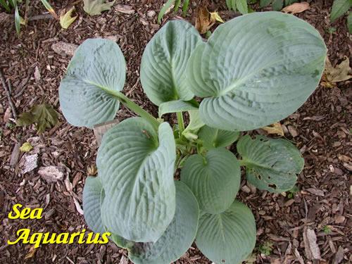 Hosta 'Sea Aquarius' in the Hostas Database - Garden.org