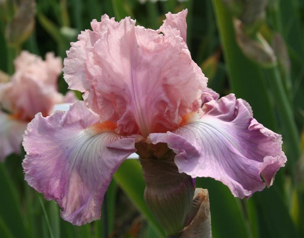 Photo of the bloom of Tall Bearded Iris (Iris 'Pond Lily') posted by ...