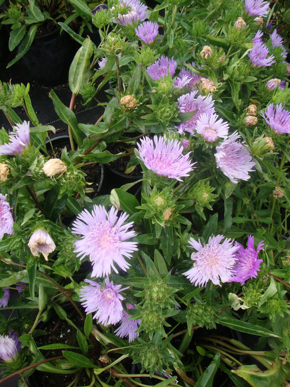 Photo of the entire plant of Stokes' Aster (Stokesia laevis 'Blue ...